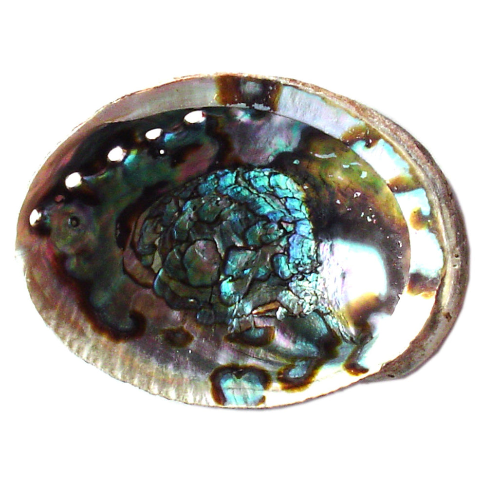 Blue Abalone Shell – The Incense Guru